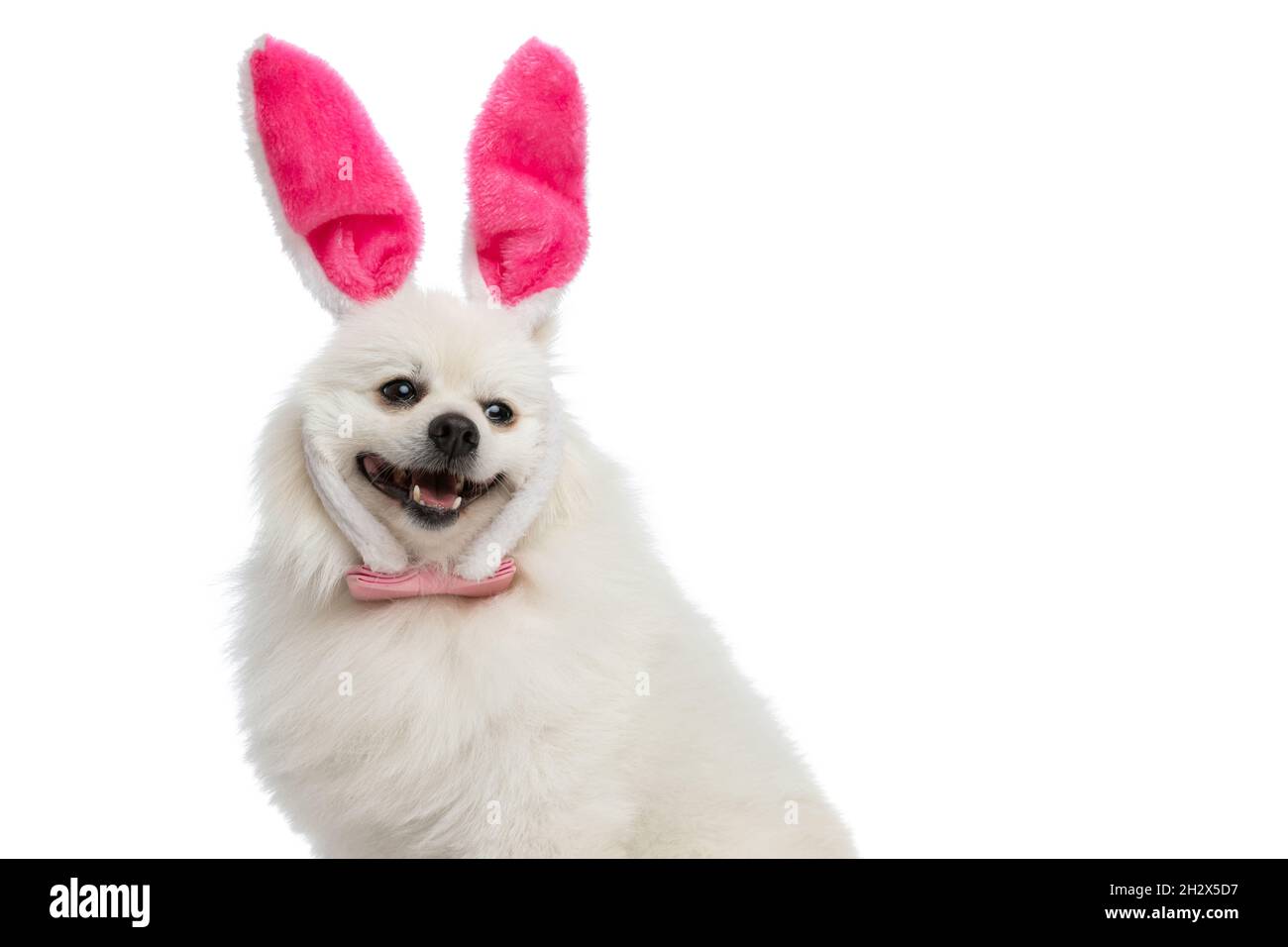 adorable pomeranian dog wearing pink bunny ears and bowtie on white ...