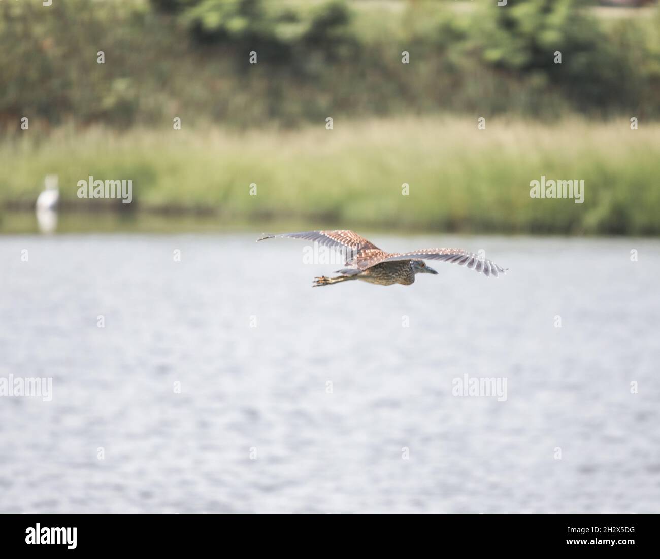 A Closeup of a bird flying with a blurry water background Stock Photo ...