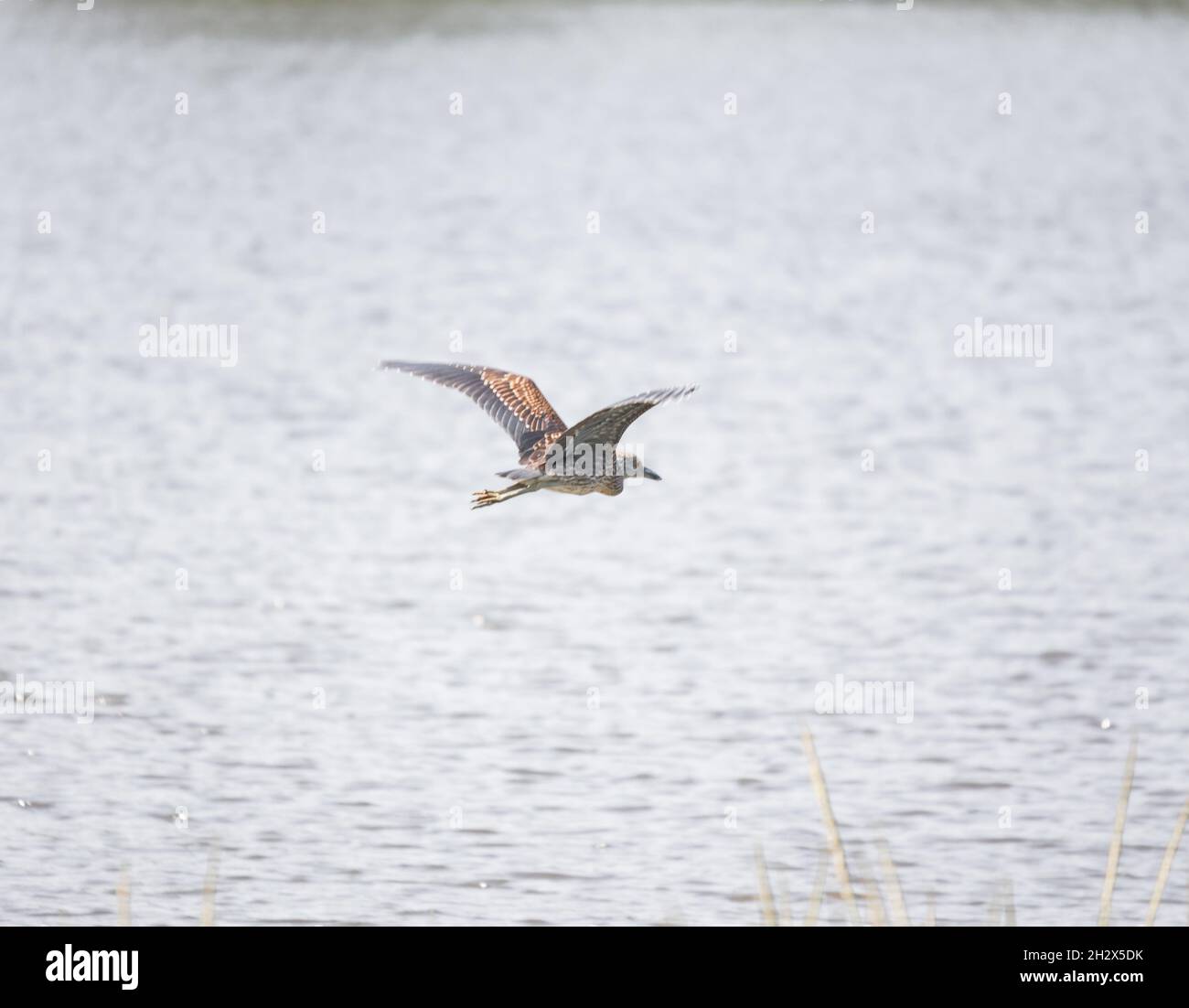 A Closeup of a bird flying with a blurry water background Stock Photo ...