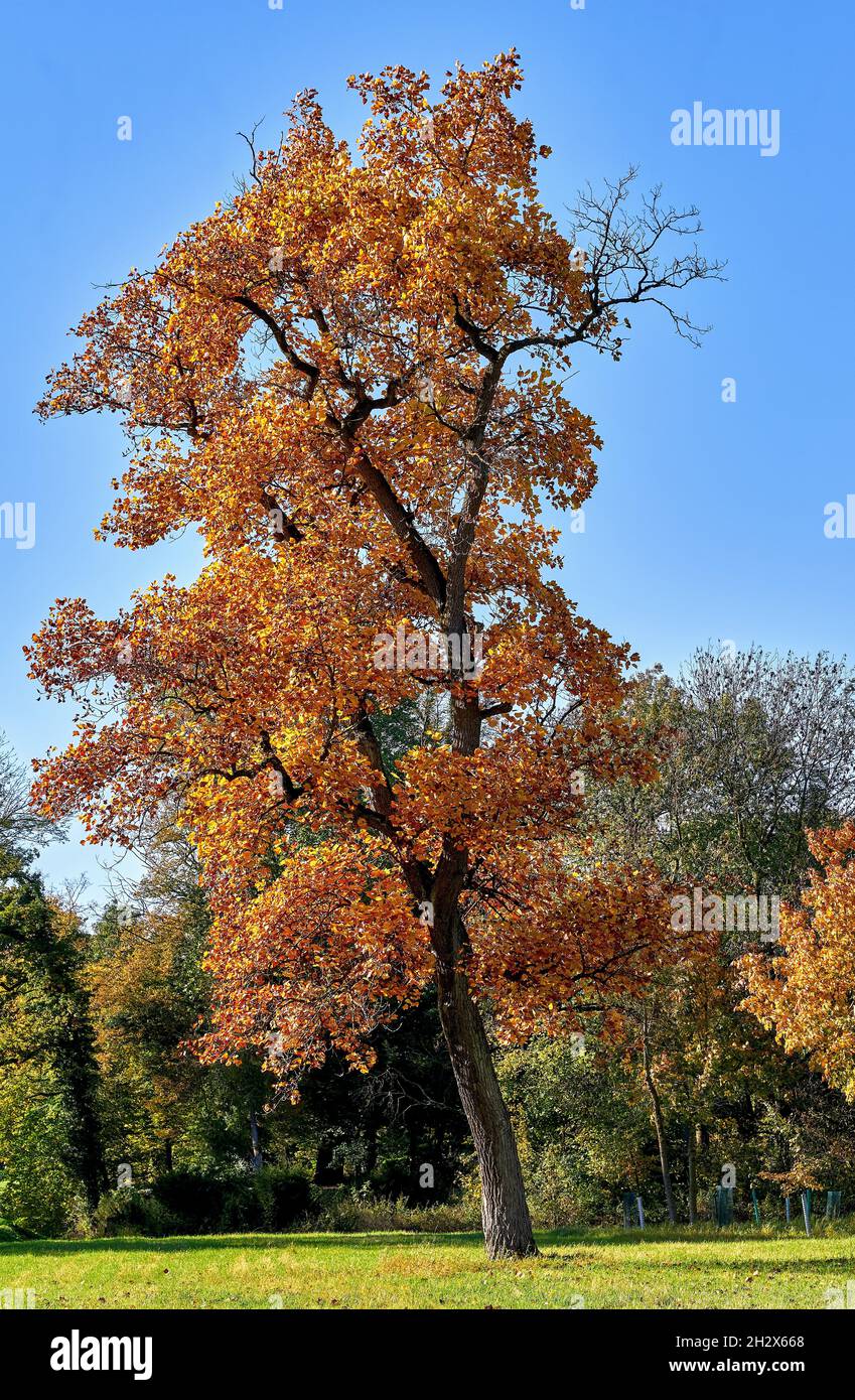 Tulip tree in autumn (Liriodendron tulipifera Stock Photo - Alamy