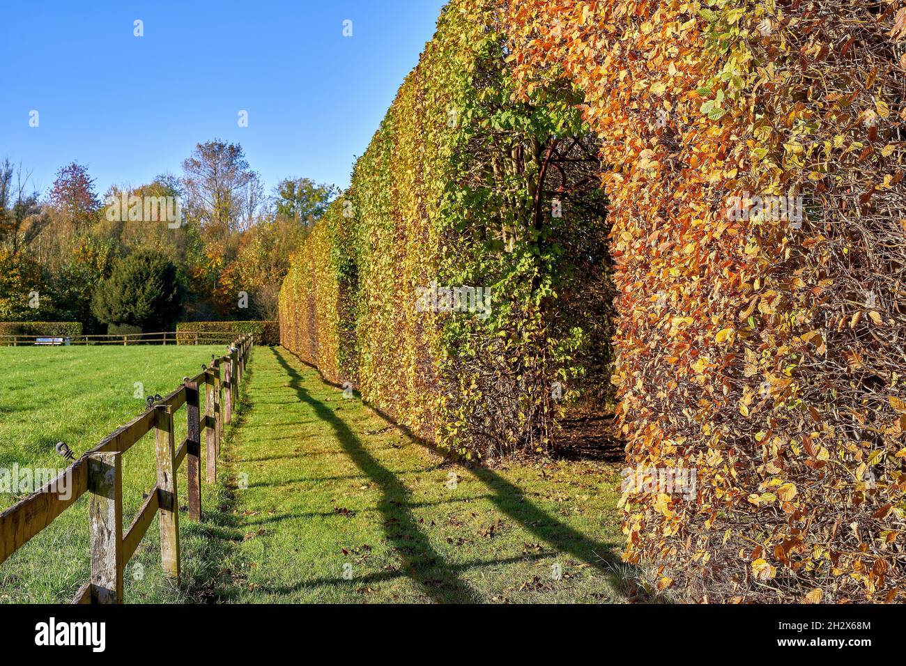 Hornbeam arbor path in autumn. Exterior view Stock Photo - Alamy