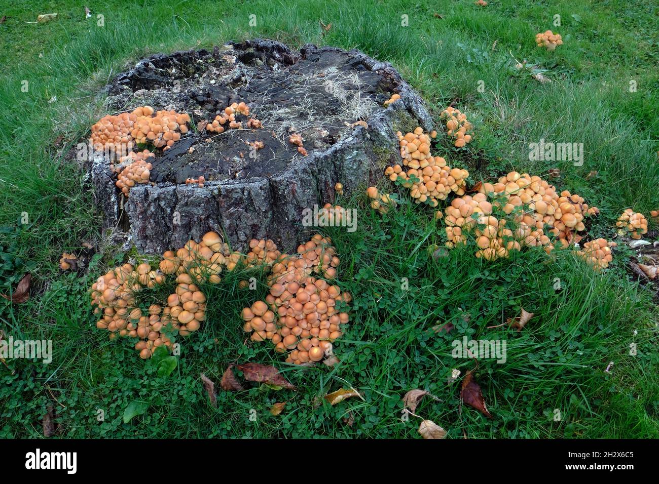 Clustered Brittlestem fungi - Psathyrella multipedata - on a rotting ...