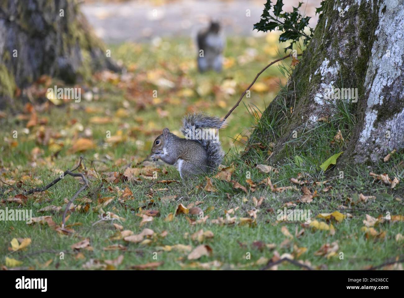Eastern Gray Squirrel (Sciurus carolinensis) Sitting on Hind Legs ...