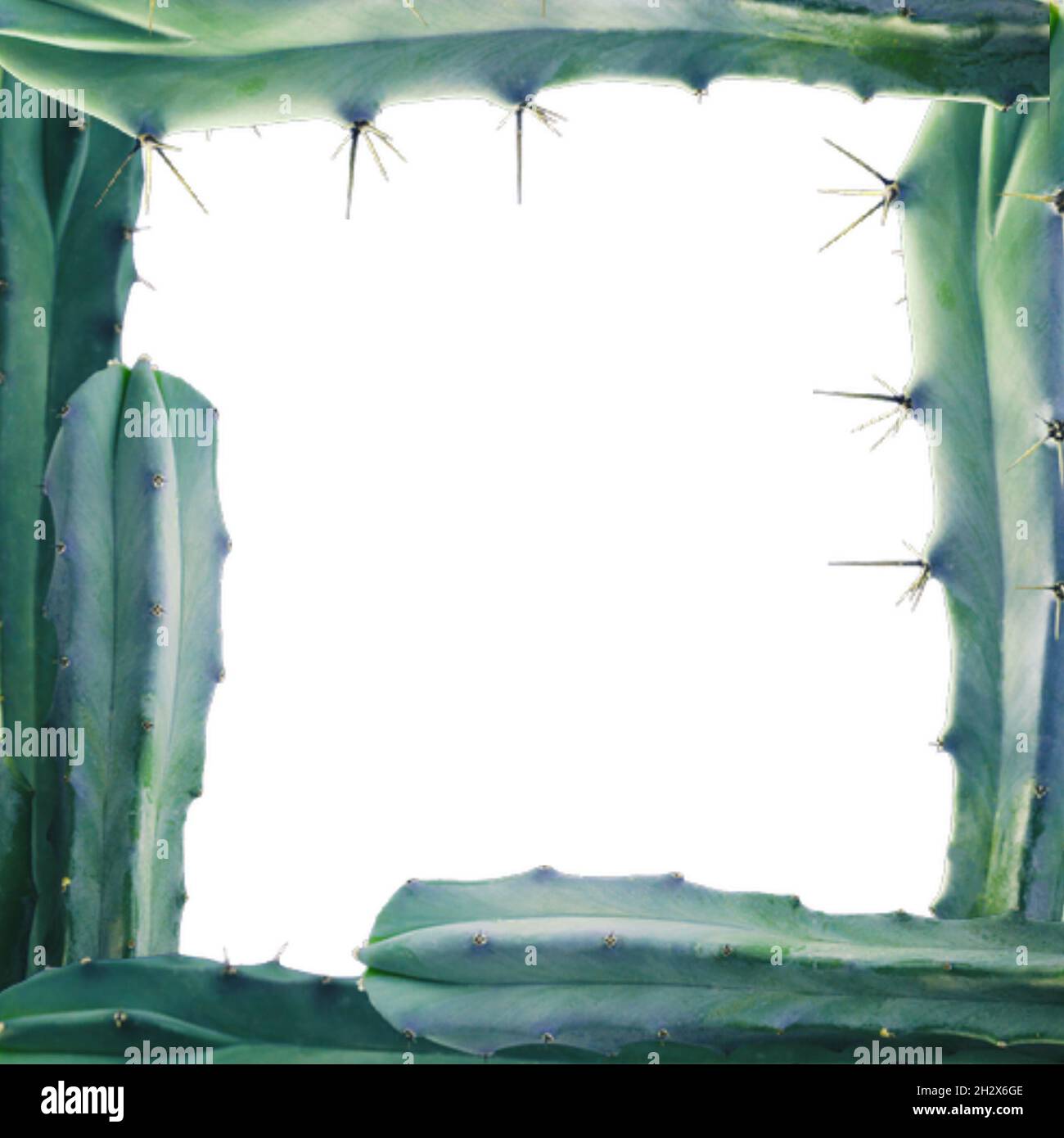 Cactus in the middle hi-res stock photography and images - Alamy