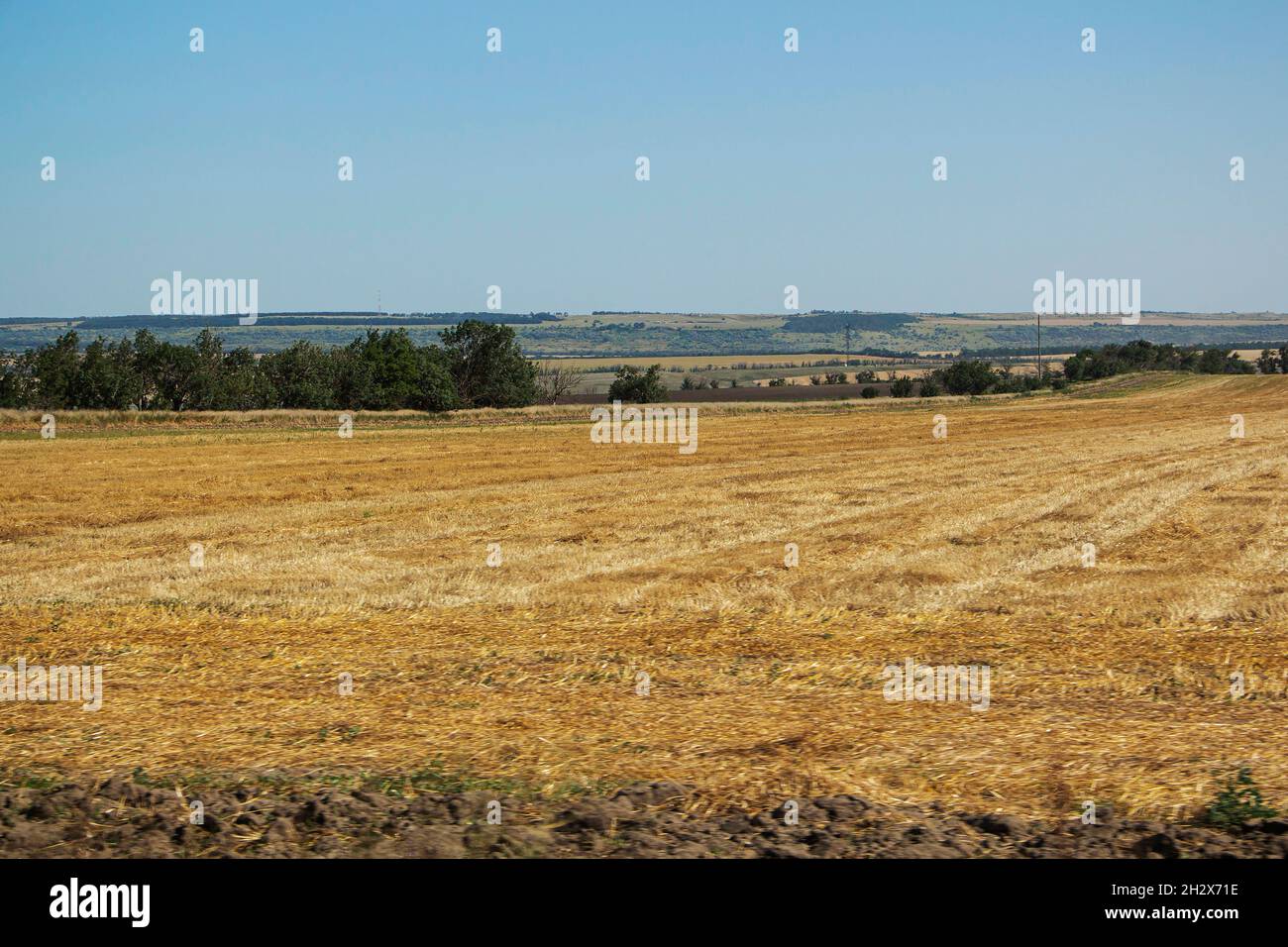 Big yellow field after harvesting. Mowed wheat fields under beautiful ...