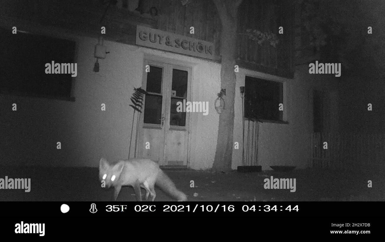 Fox caught by Traim Camera in Front of Store - Wildkamera Stock Photo ...