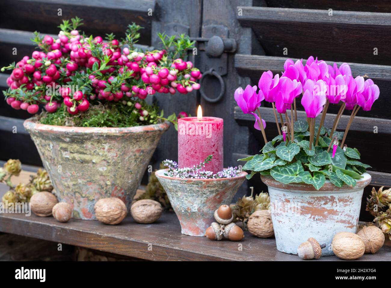 pink cyclamen and prickly heath in terracotta pots as garden decoration ...