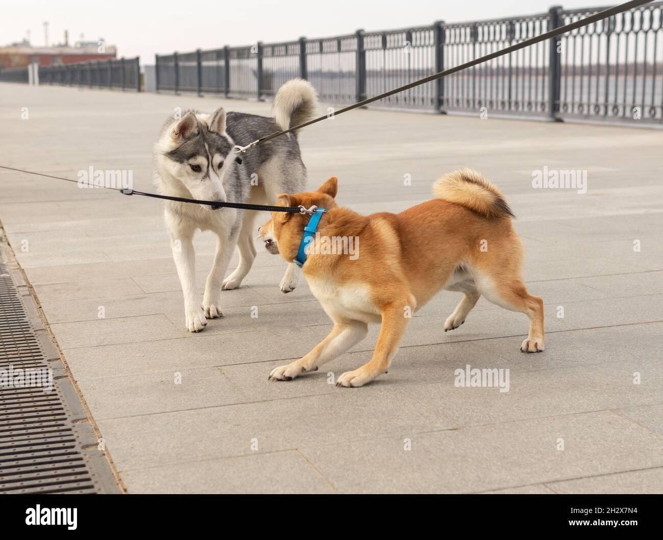 Two dogs met in hi-res stock photography and images - Alamy