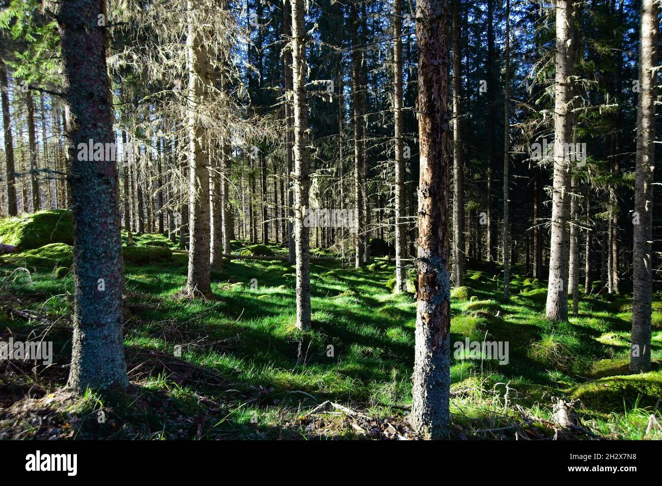 Nice walk hi-res stock photography and images - Alamy