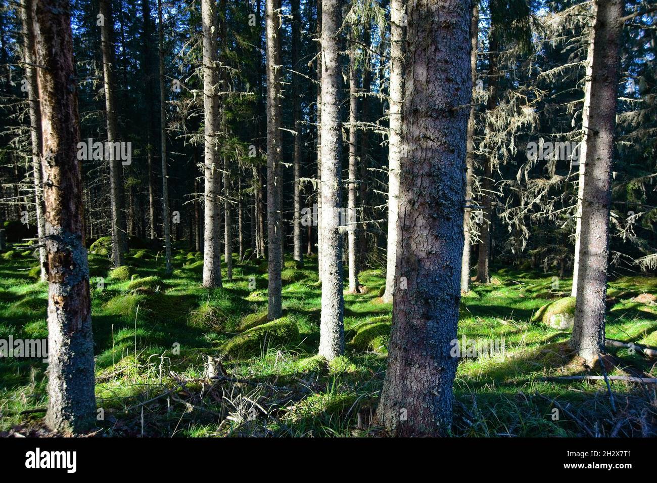 A nice walk through a forest Stock Photo - Alamy