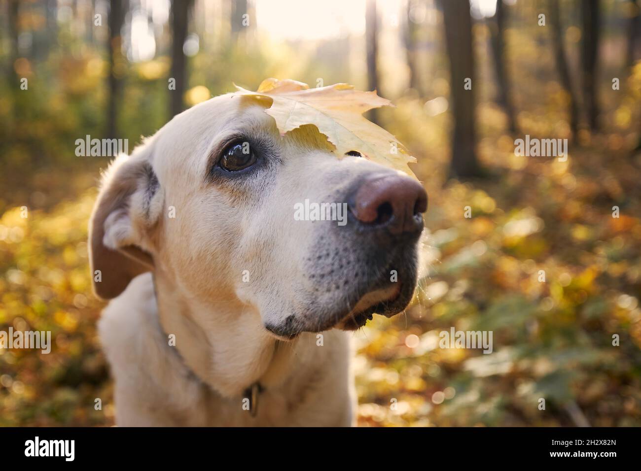 Dog in autumn forest. Portrait of old labrador retriever with yellow ...