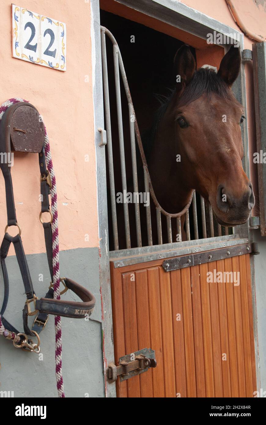 horse in his stable in a riding hall waiting before trotting Stock ...