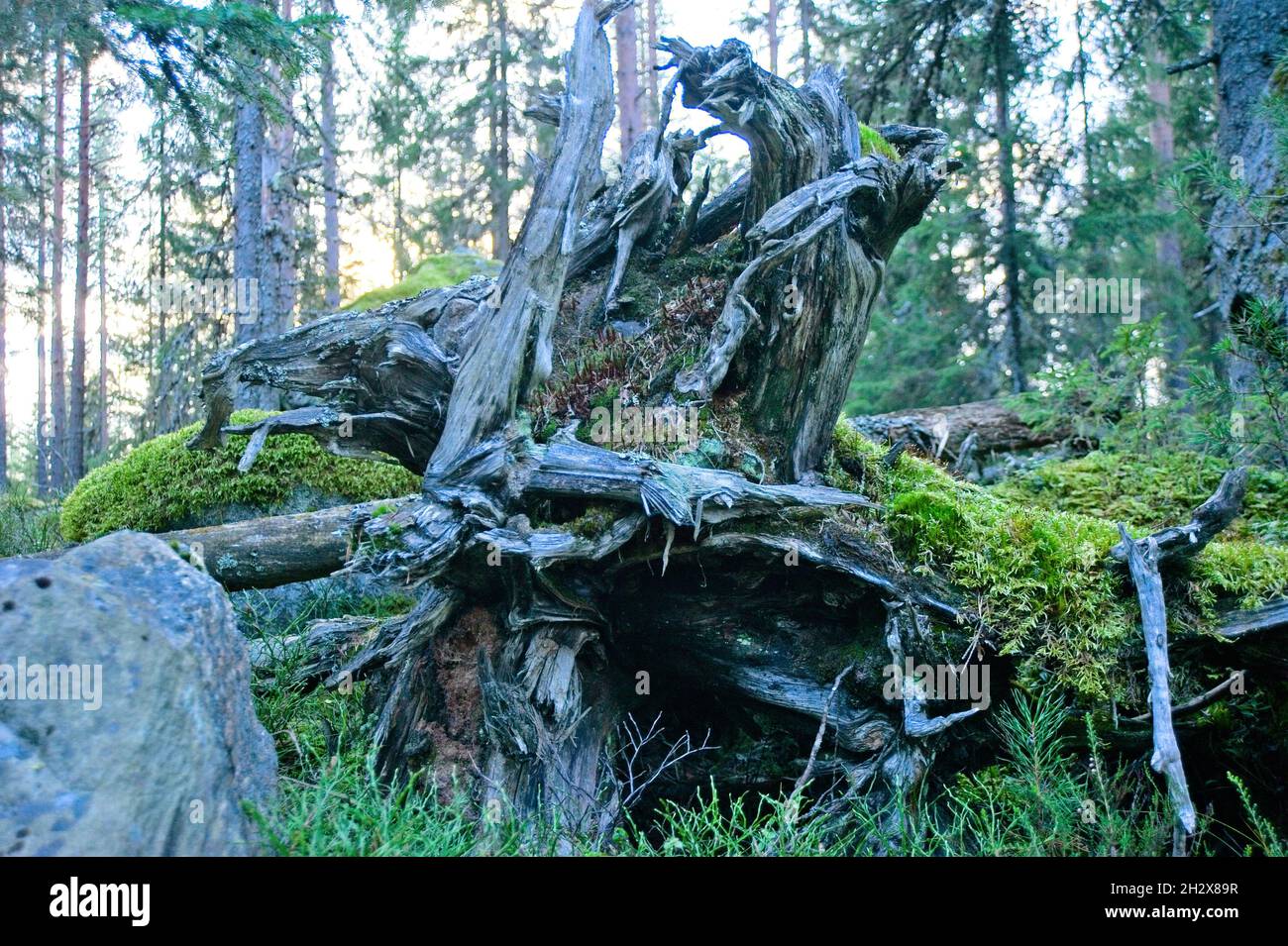 Tree stump in the forest Stock Photo - Alamy
