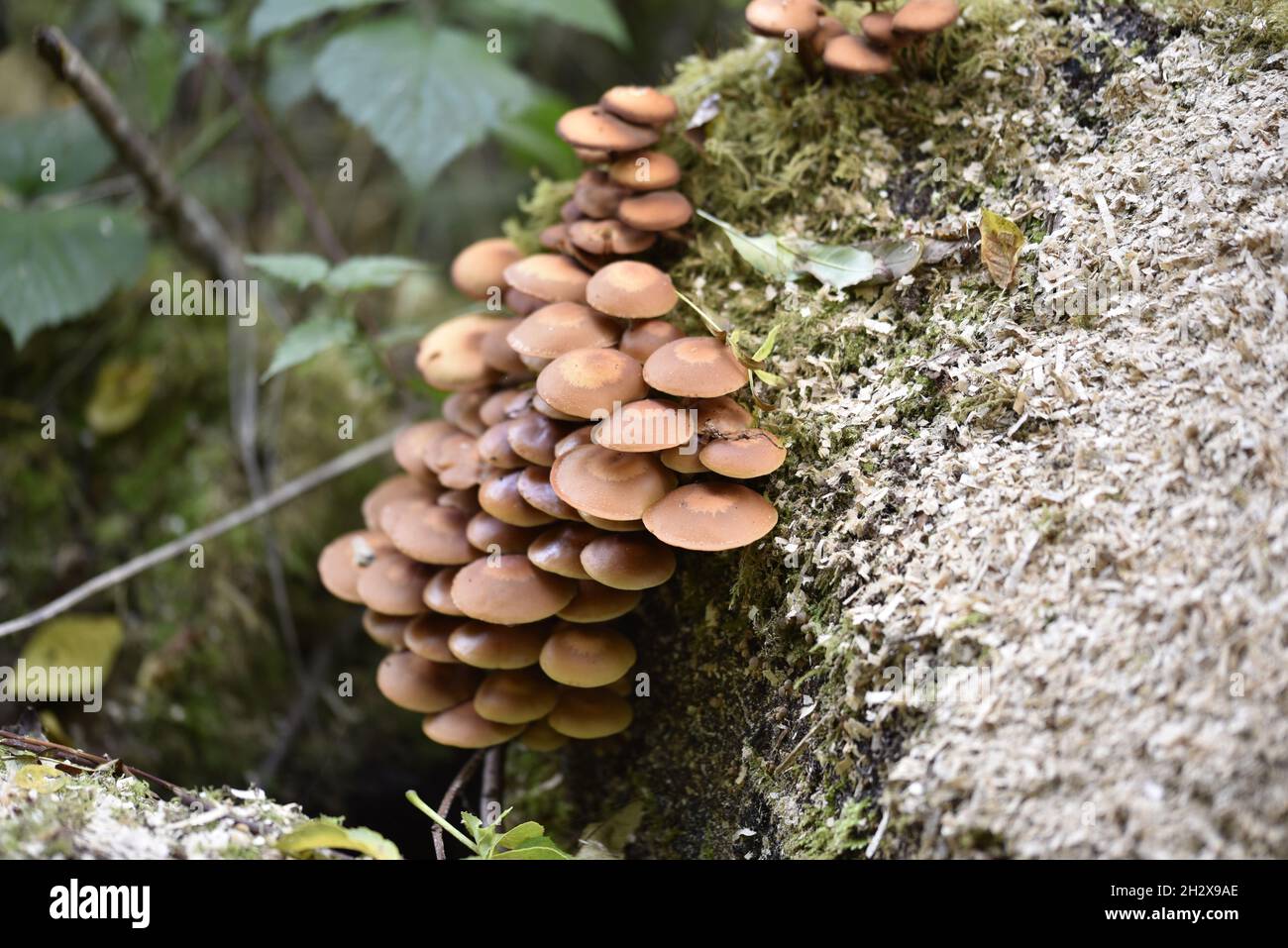 Cluster of Brown Gilled Mushrooms on Top of Decaying Tree Log and ...