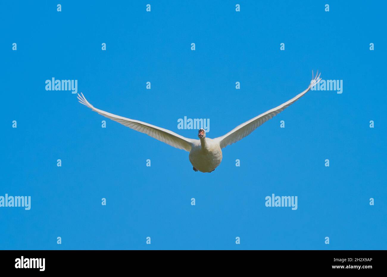 Swan flying overhead hi-res stock photography and images - Alamy