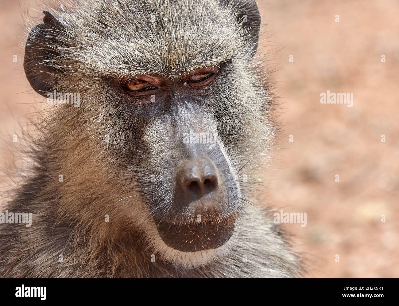 Intimate portrait of Yellow Baboon Papio cynocephalus at Tsavo National ...
