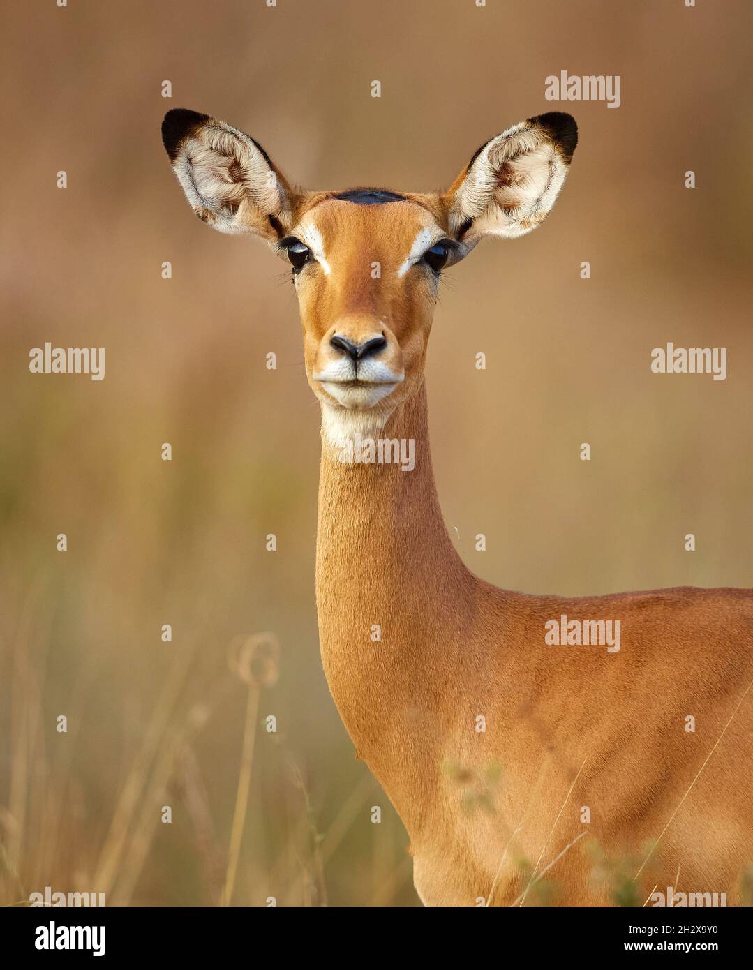 Impala tsavo east national park hi-res stock photography and images - Alamy