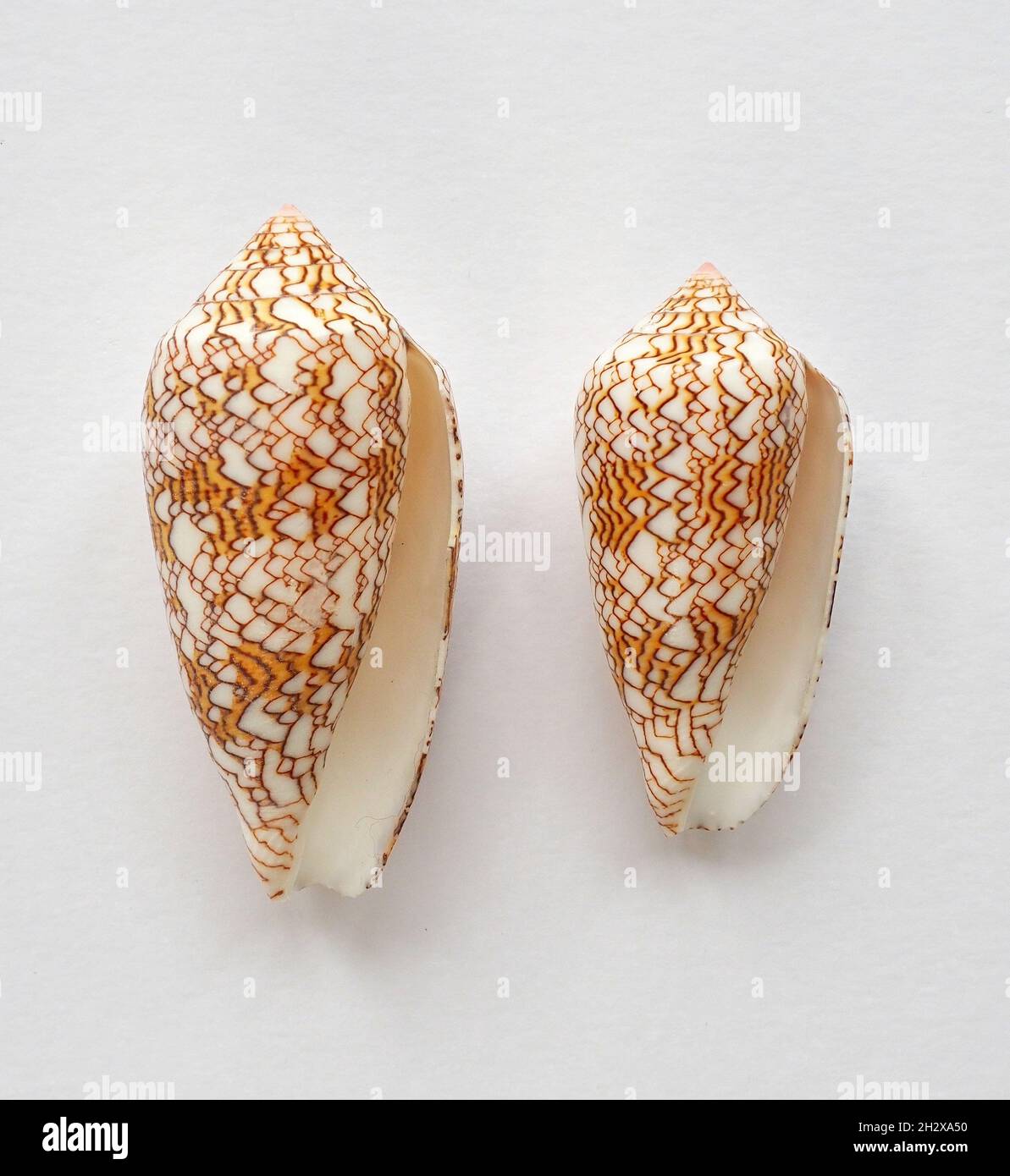 Cone shells hi-res stock photography and images - Alamy