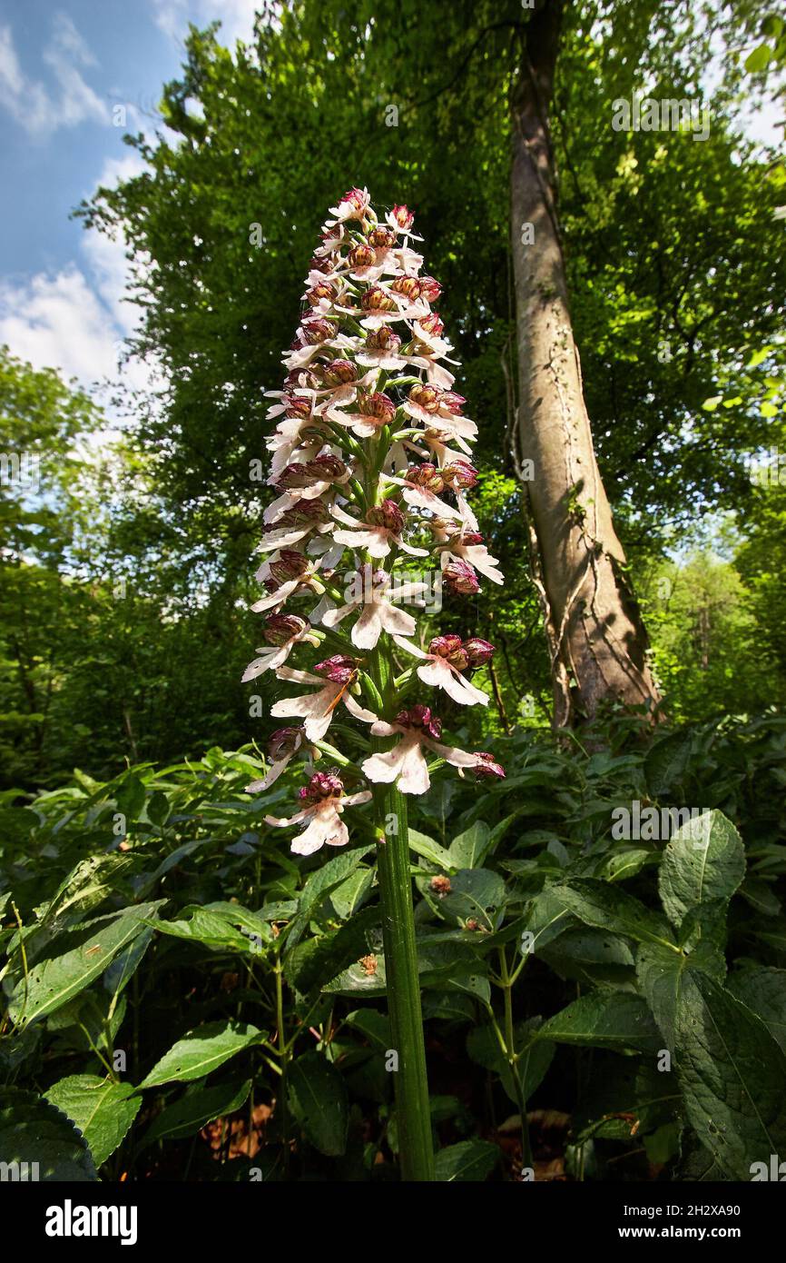 Flower spike of lady orchid Orchis purpurea at Yocklett's Bank Kent UK ...