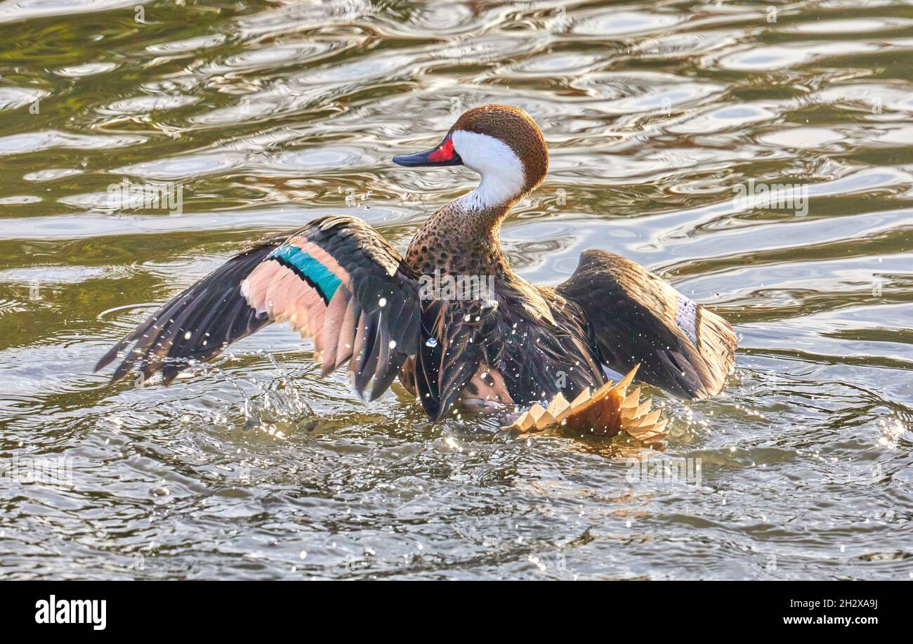 Bahamensis hi-res stock photography and images - Alamy