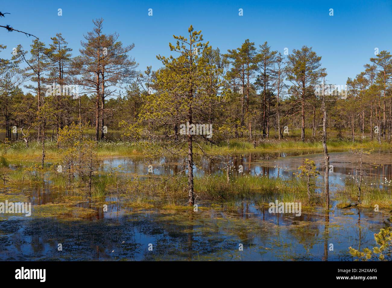 Bog forest park at swampland. Northern Europe, Estonia, Viru. Fall ...