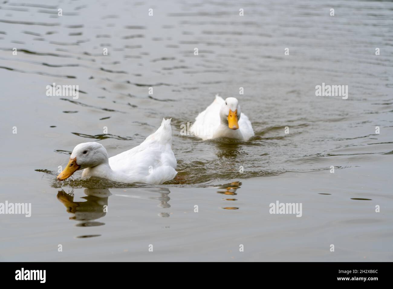 pair of large white Pekin Peking Aylesbury ducks on water Stock Photo ...