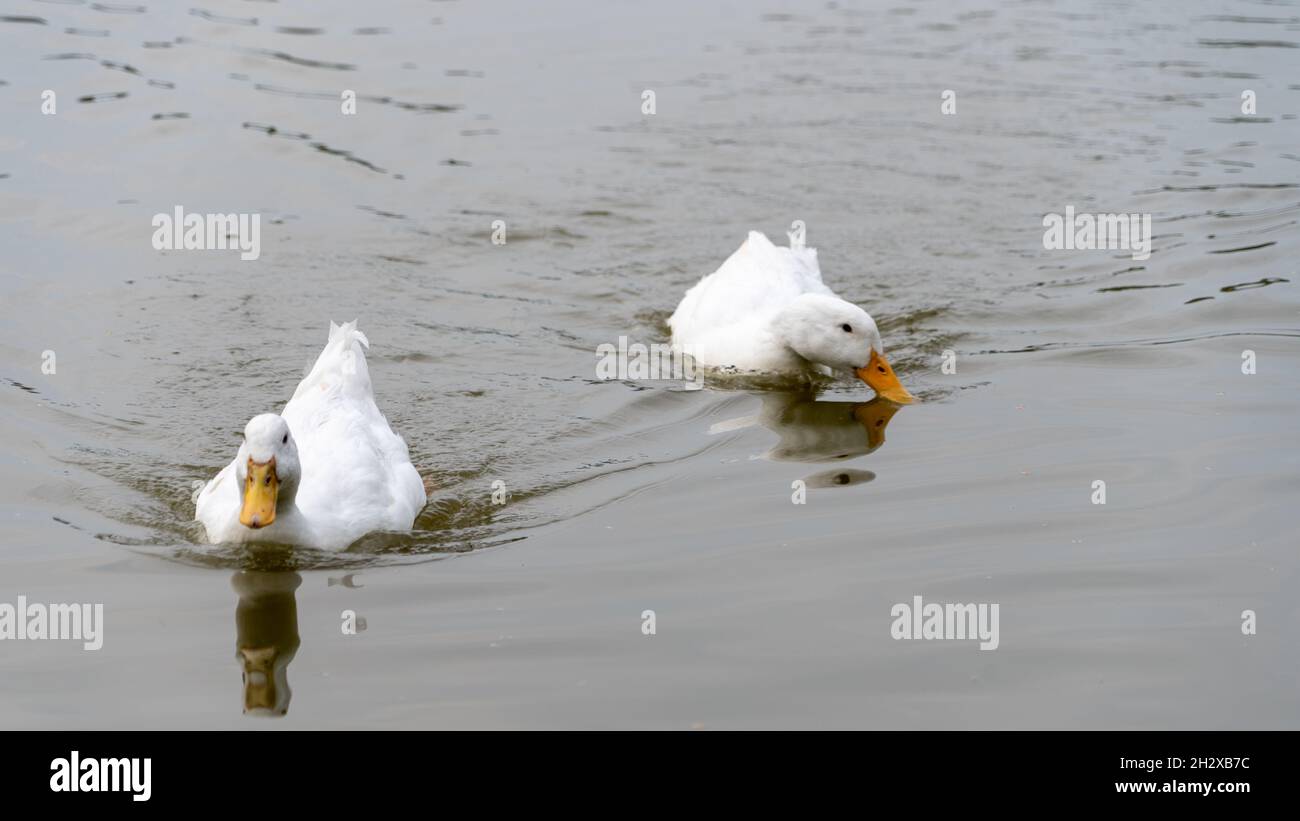 Domestic duck peking hi-res stock photography and images - Alamy