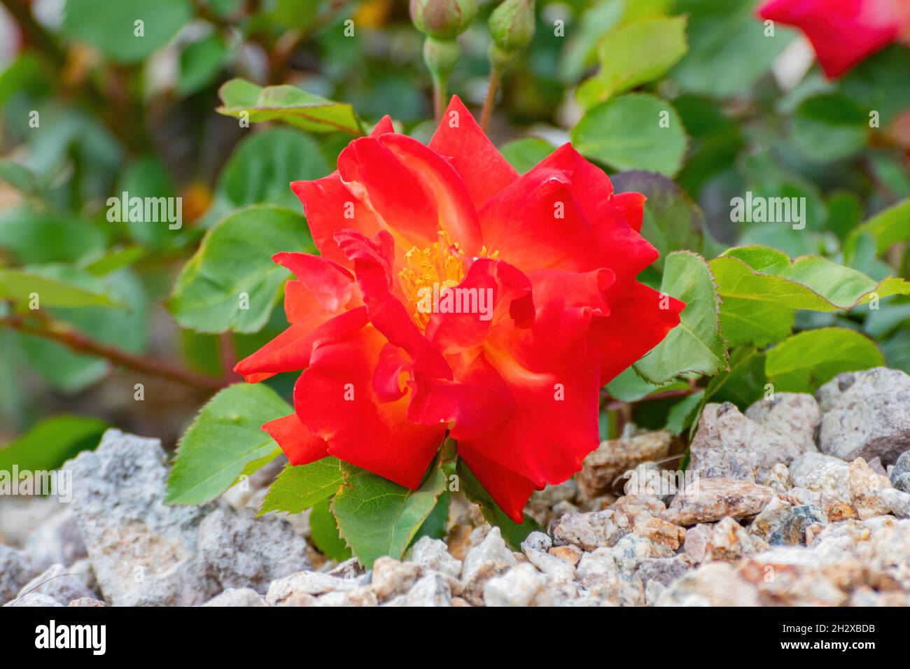 Close up of rose blossom at Las Vegas, Nevada Stock Photo - Alamy