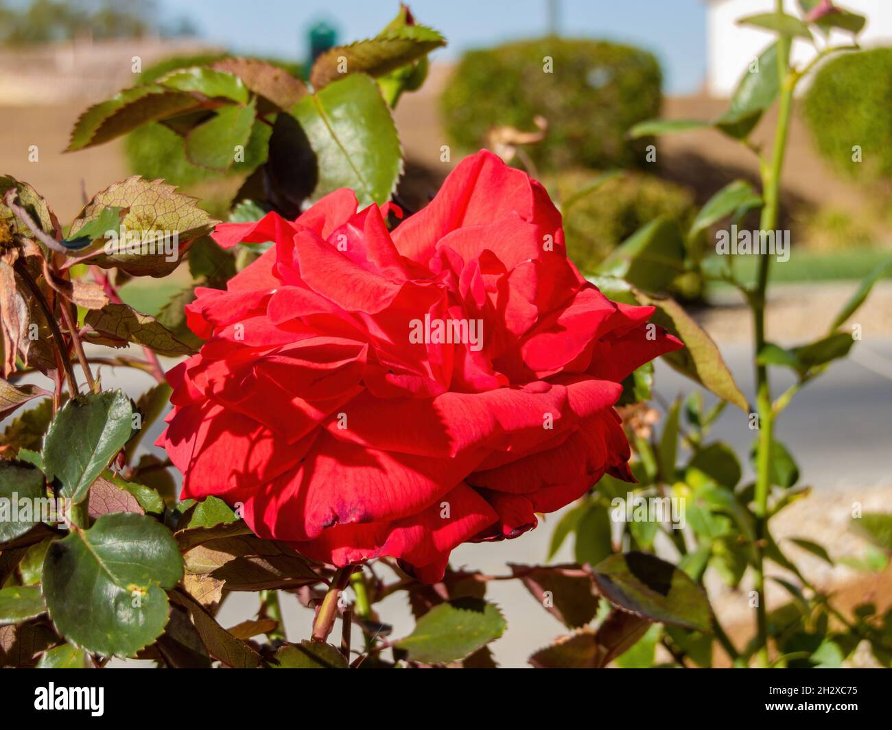 Close up of rose blossom at Las Vegas, Nevada Stock Photo - Alamy
