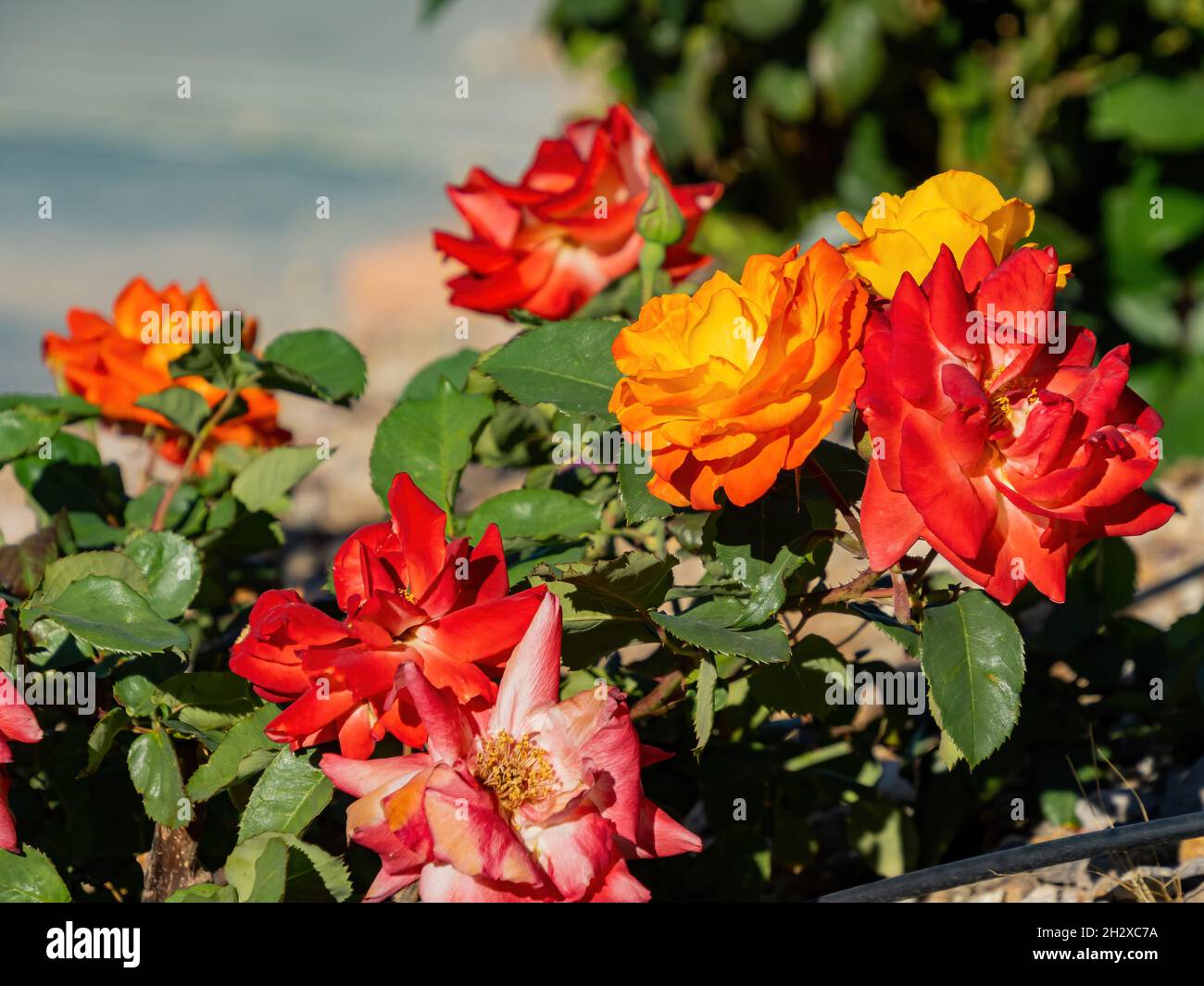 Close up of rose blossom at Las Vegas, Nevada Stock Photo - Alamy