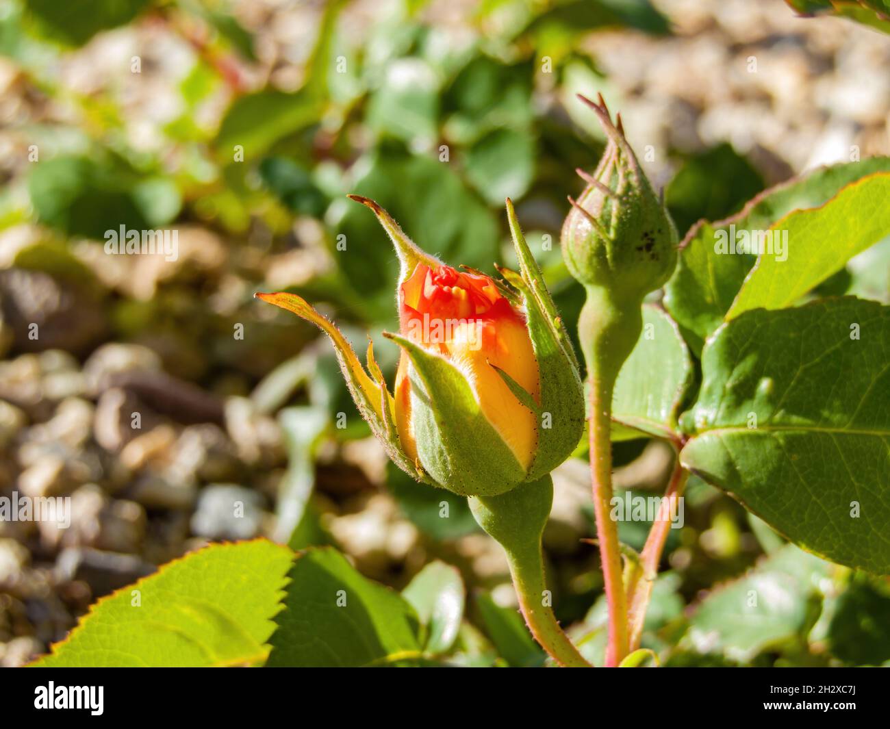 Close up of rose blossom at Las Vegas, Nevada Stock Photo - Alamy