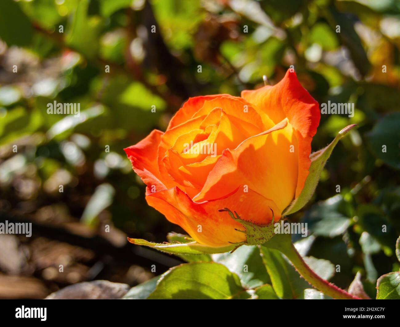 Close up of rose blossom at Las Vegas, Nevada Stock Photo - Alamy