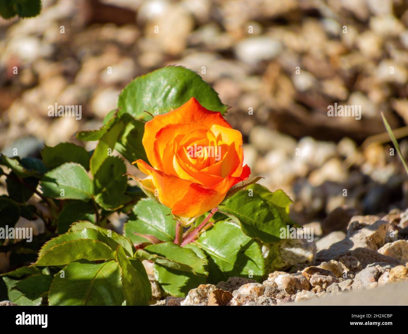 Close up of rose blossom at Las Vegas, Nevada Stock Photo - Alamy