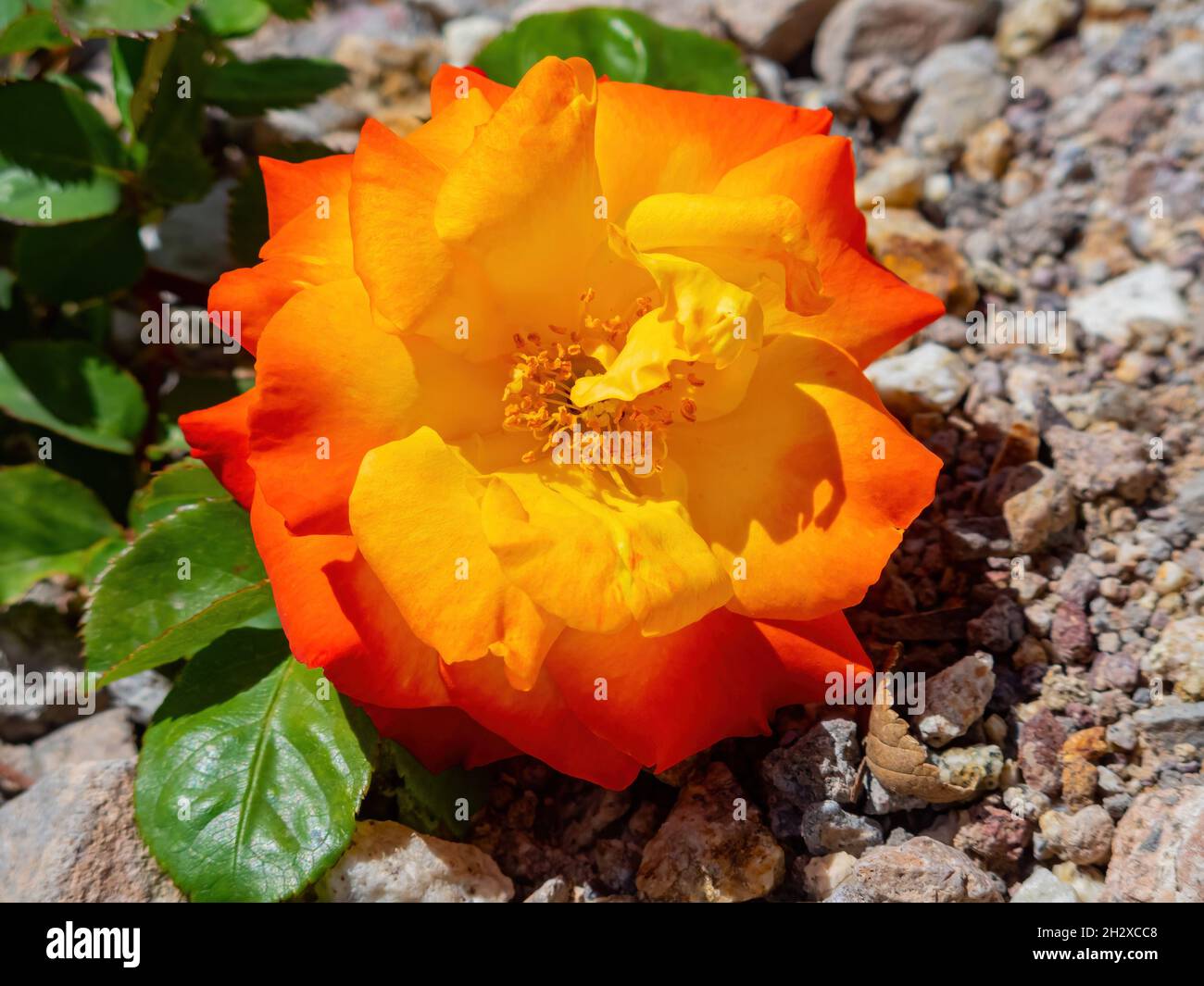 Close up of rose blossom at Las Vegas, Nevada Stock Photo - Alamy
