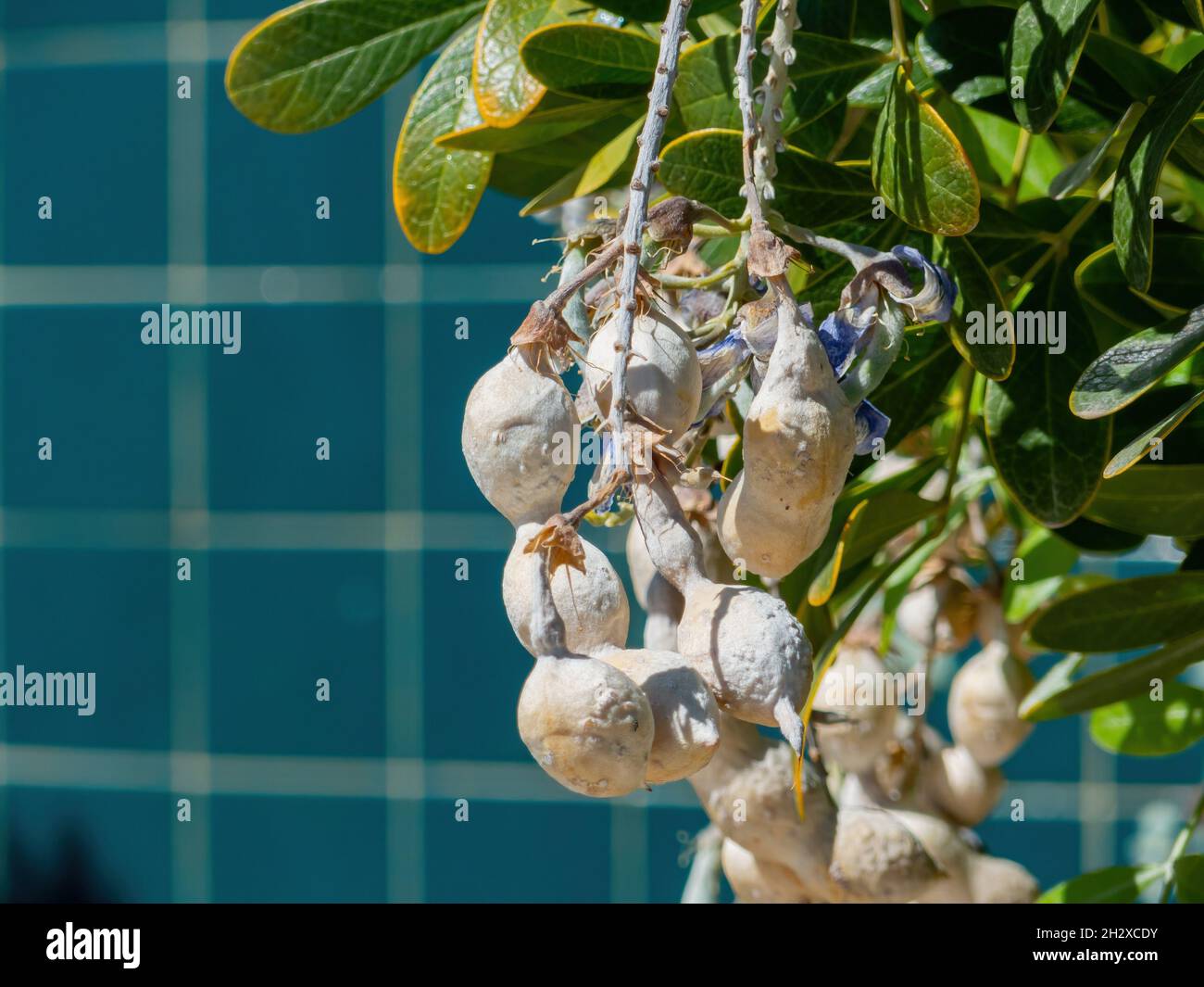 Laurel clark hi-res stock photography and images - Alamy