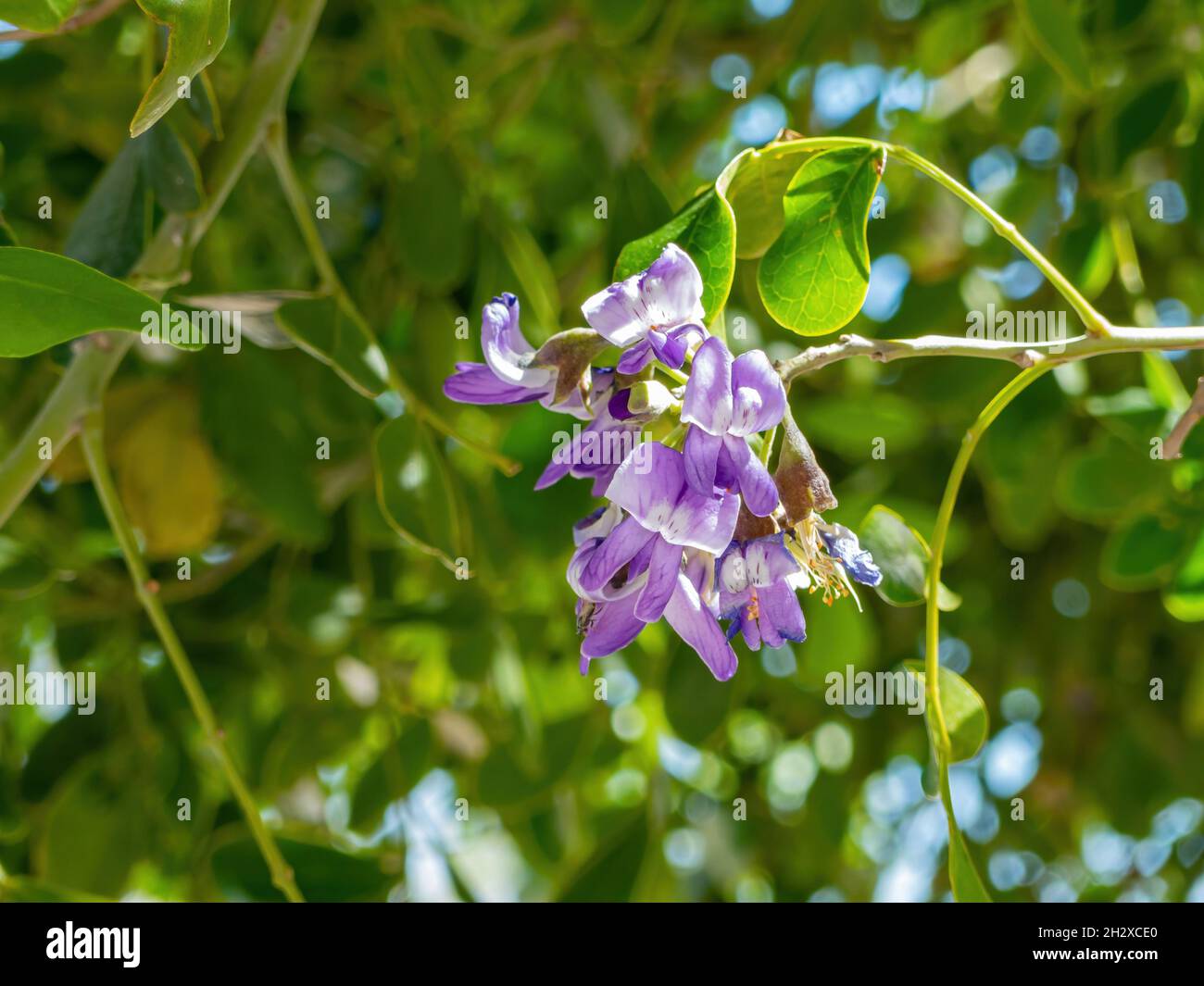Laurel clark hi-res stock photography and images - Alamy