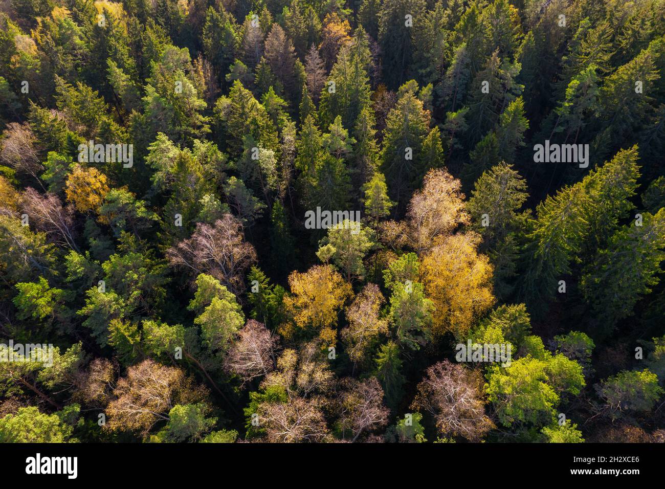 Directly above aerial drone full frame shot of green emerald pine ...