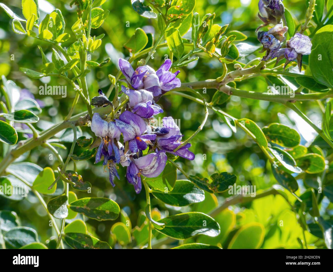 Laurel clark hi-res stock photography and images - Alamy