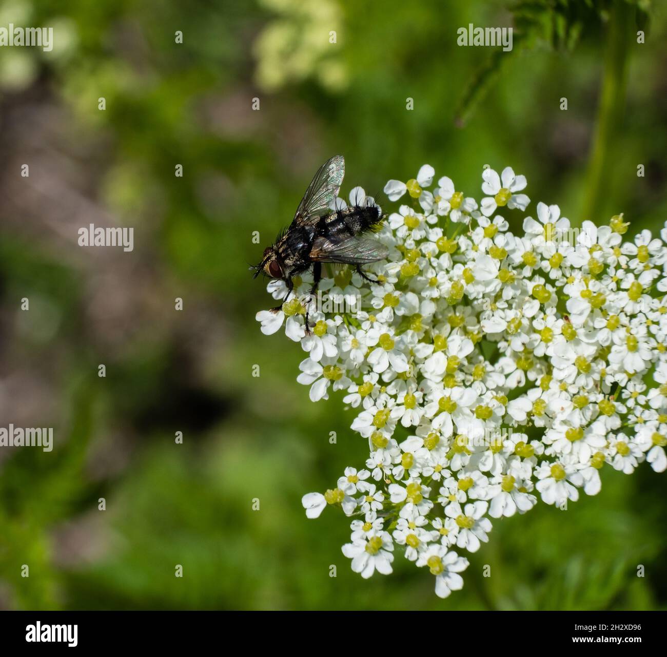 Various insects detailed hi-res stock photography and images - Alamy