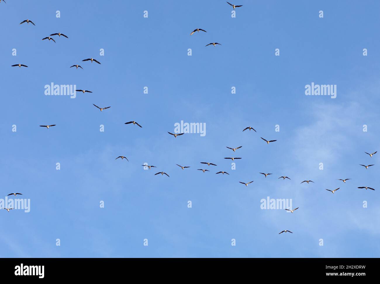 The common murre or common guillemot (Uria aalge).Birds waterfowl with ...