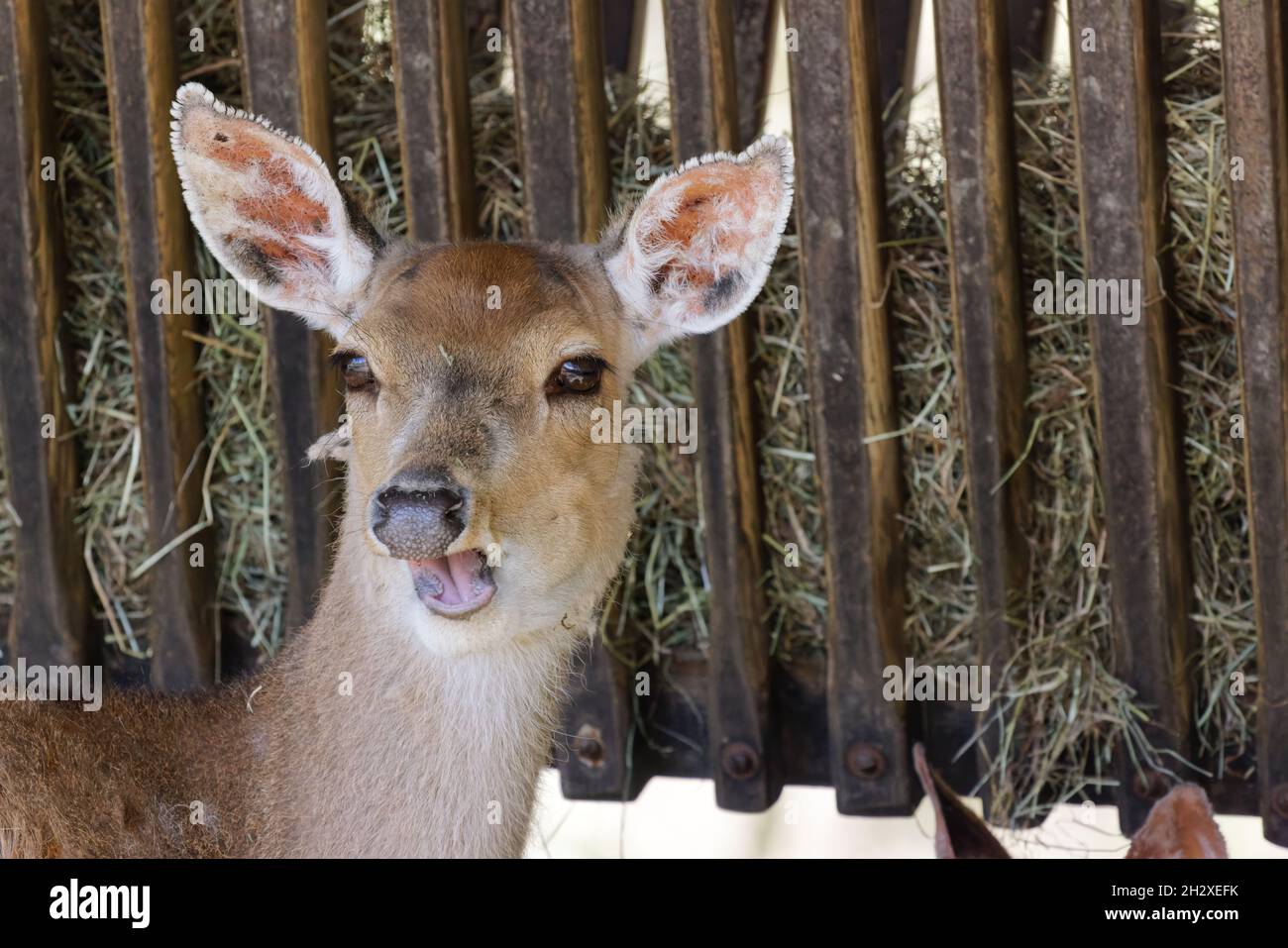 deer eating hay at feeding trough, daytime in shade, no people Stock ...
