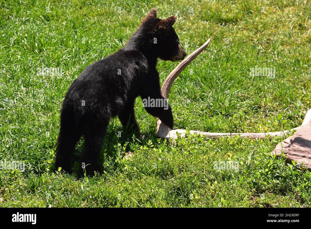 Super cute baby black bear cub playing with a large antler Stock Photo ...