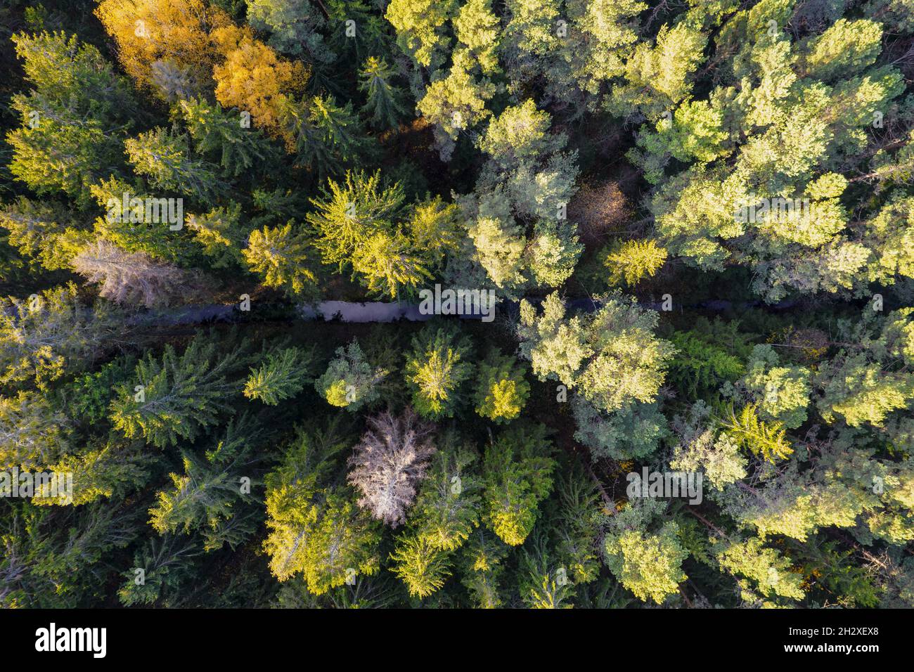 Aerial view from drone of little blue river among autumn pine, foliage ...