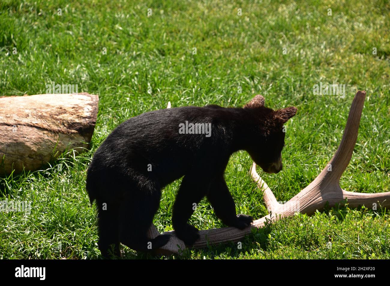 Adorable black bear cub walking along on an antler in South Dakota ...