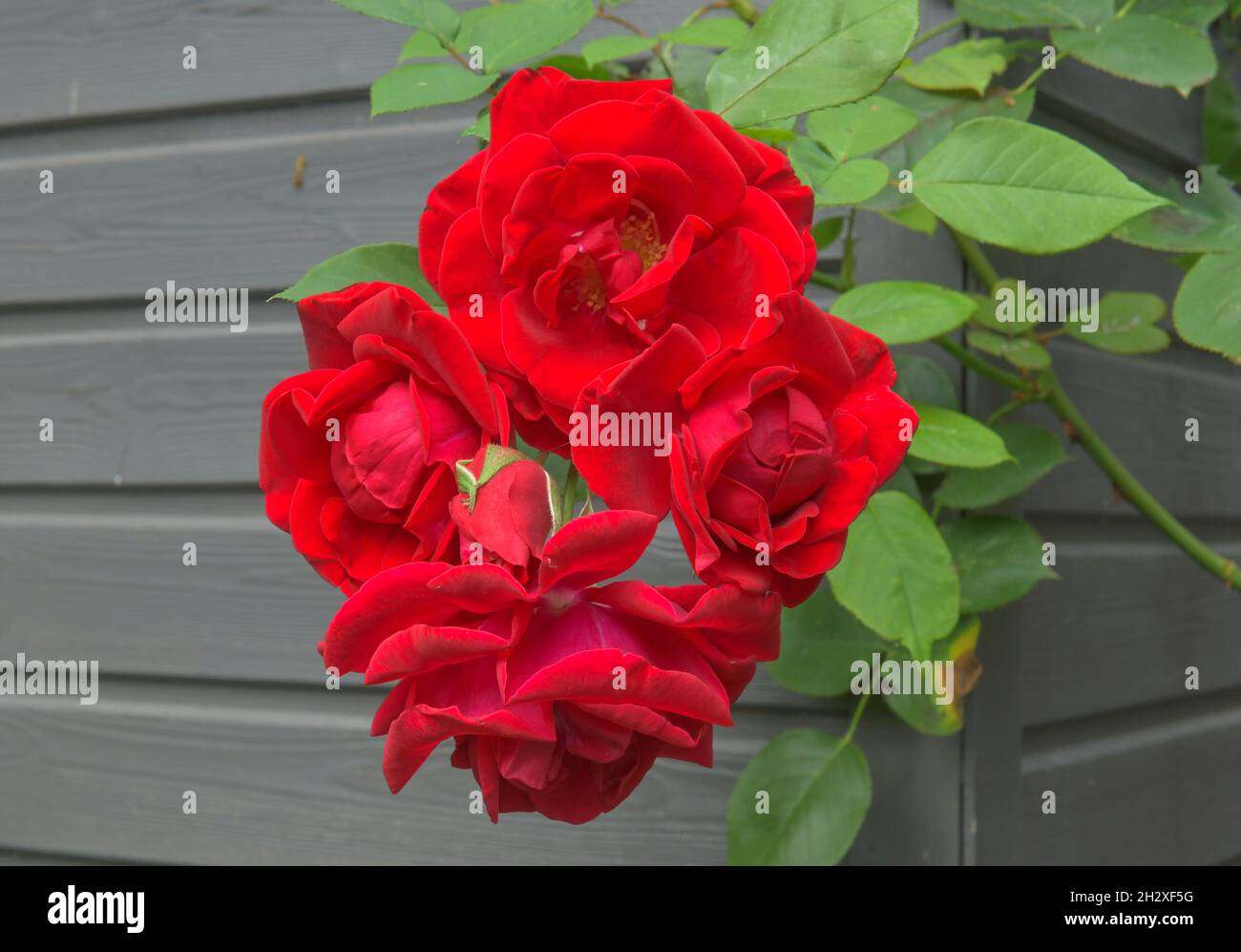 Rote strauchrose hi-res stock photography and images - Alamy