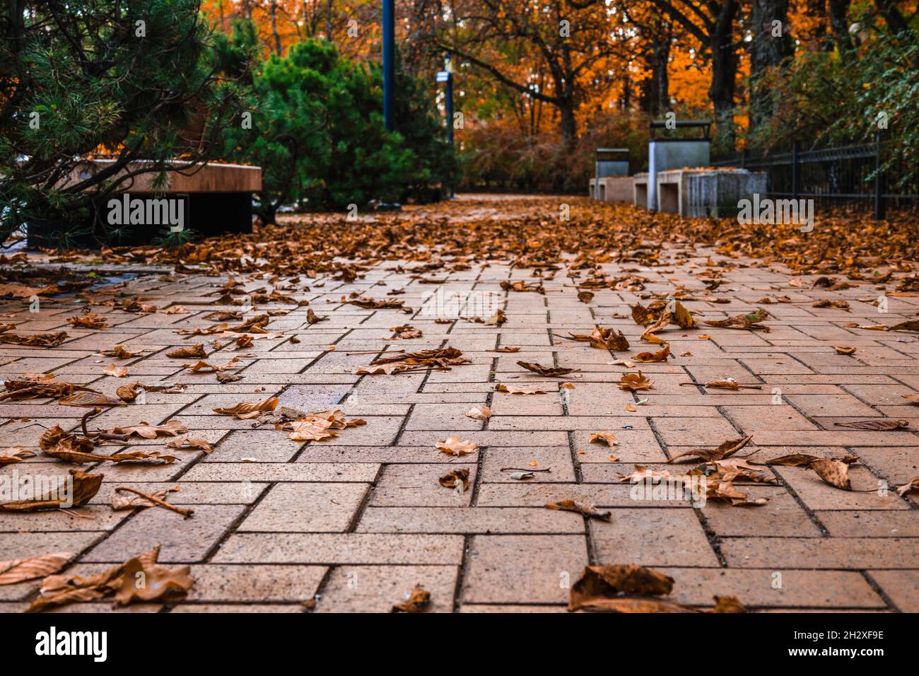 Walking path falling leaves hi-res stock photography and images - Alamy