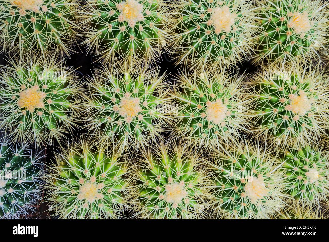 Green Cactus plant pattern top view. Natural background. green texture ...