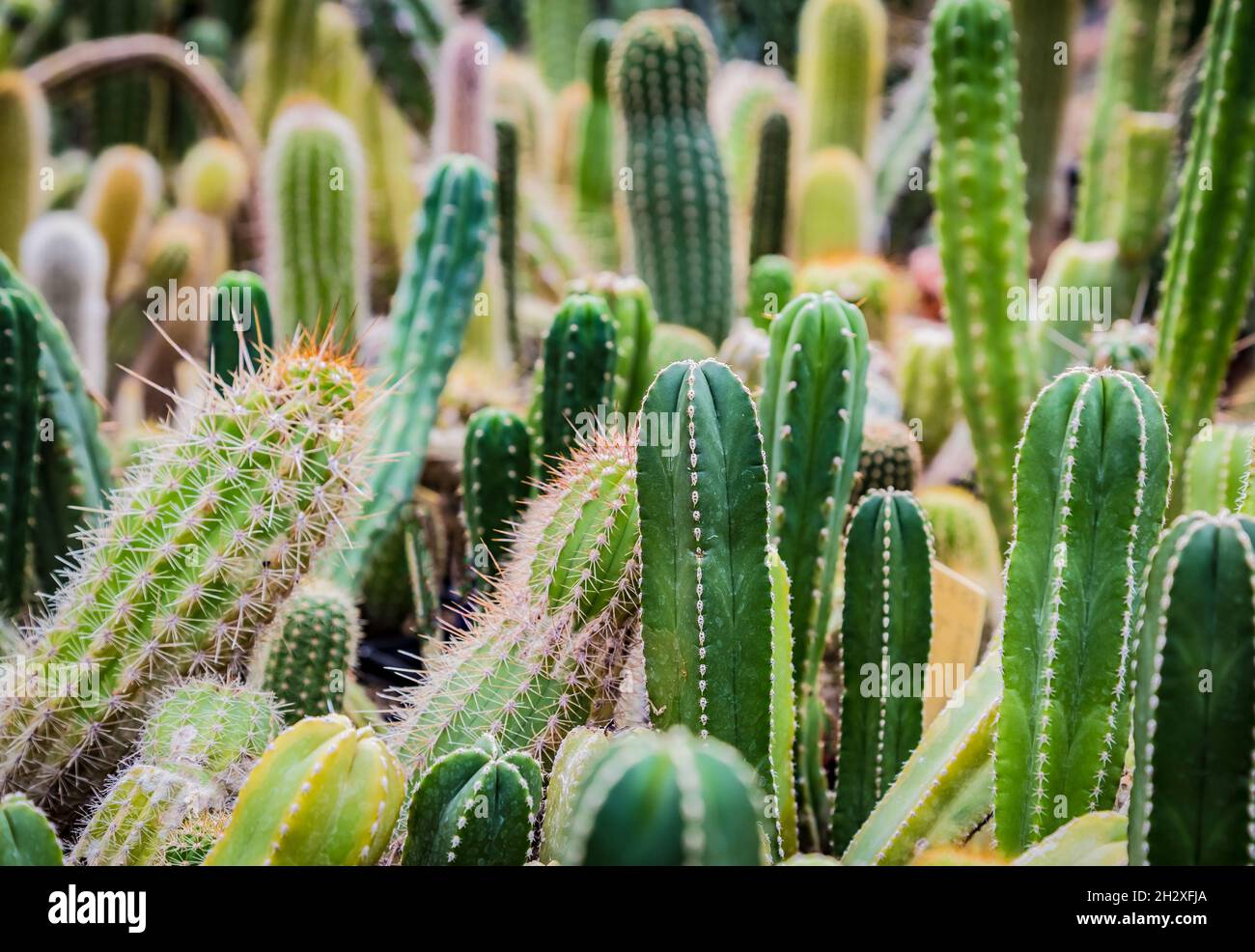 Different cactus hi-res stock photography and images - Alamy