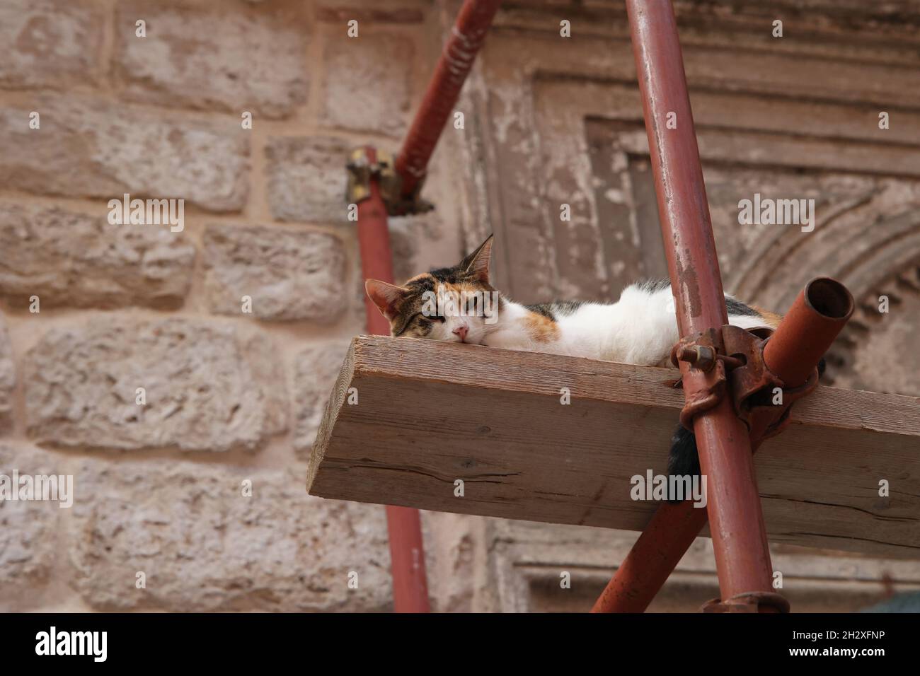 The cat nestles comfortably on the scaffolding Stock Photo - Alamy