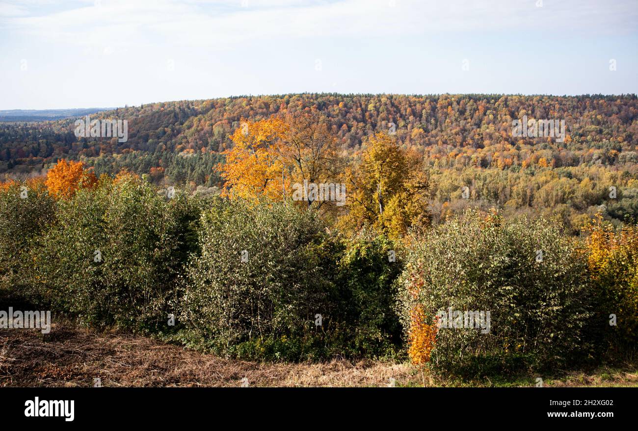 Beautiful colors of the forest in autumn Stock Photo - Alamy